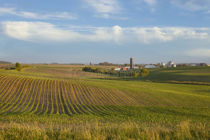 Iowa Farm and Fields of Young Corn at Sunset on a Beautiful Day in Late ...