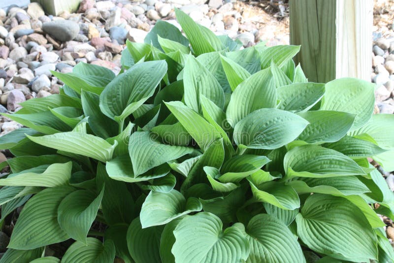 Iowa Hosta stock image. Image of herb, grass, green, summer - 91512867