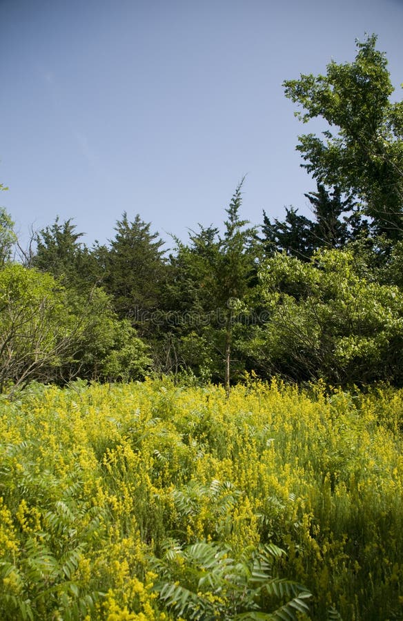 Iowa Landscape stock image. Image of green, panoramic - 44450121