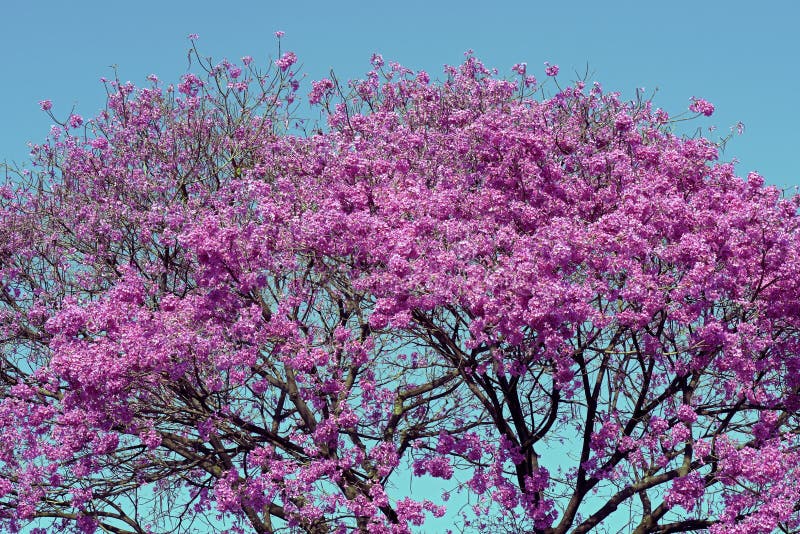 Ipe Cor-de-rosa Ou Lapacho Cor-de-rosa Imagem de Stock - Imagem de ...