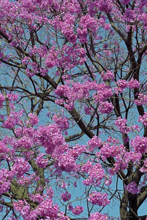 Ipe Cor-de-rosa Ou Lapacho Cor-de-rosa Foto de Stock - Imagem de flor ...