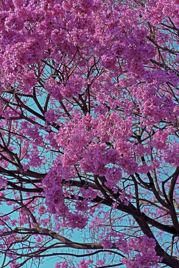 Ipe Cor-de-rosa Ou Lapacho Cor-de-rosa Imagem de Stock - Imagem de ...