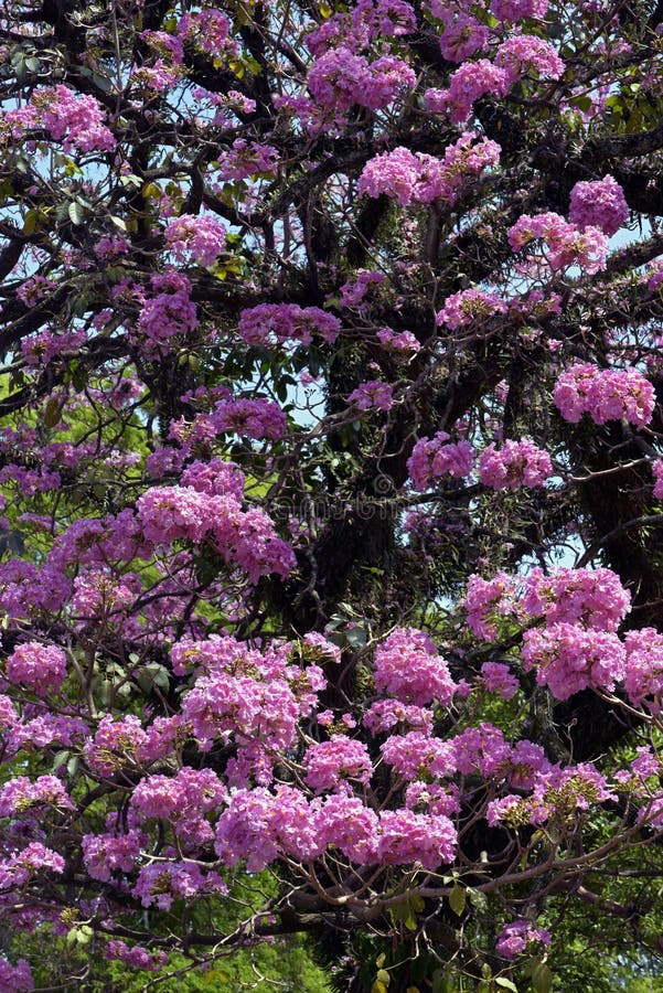 Ipe Cor-de-rosa Ou Lapacho Cor-de-rosa Foto de Stock - Imagem de ...