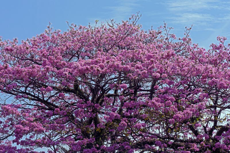 Ipe Cor-de-rosa Ou Lapacho Cor-de-rosa Imagem de Stock - Imagem de ...