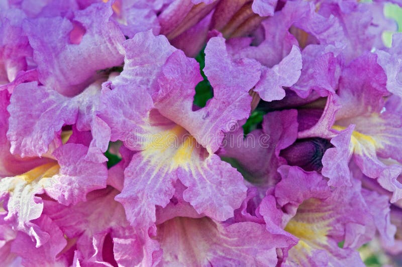 Ipe Ou Impetiginosa Cor-de-rosa De Tabebuia Imagem de Stock - Imagem de ...