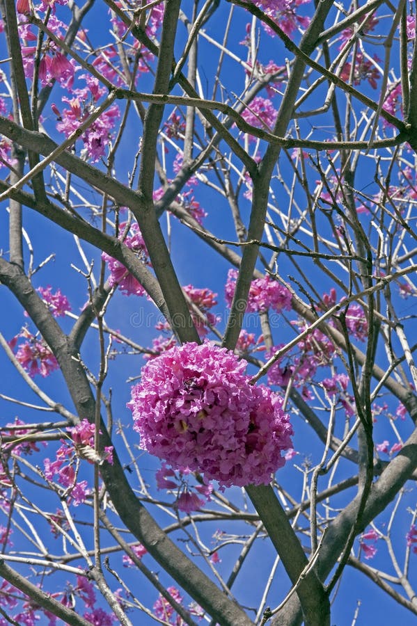 Ipe Ou Impetiginosa Cor-de-rosa De Tabebuia Foto de Stock - Imagem de ...