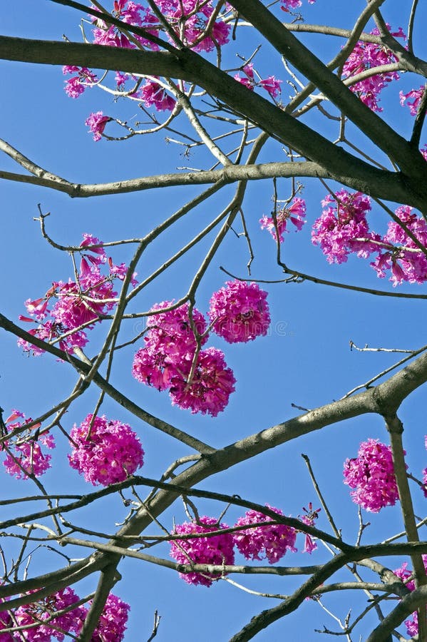 Ipe Ou Impetiginosa Cor-de-rosa De Tabebuia Imagem de Stock - Imagem de ...