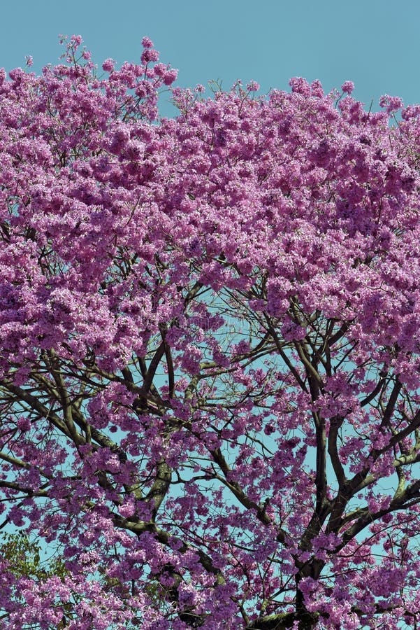 Ipe, Avellanedae De Tabebuia O Impetiginosus Rosados De Handroanthus ...