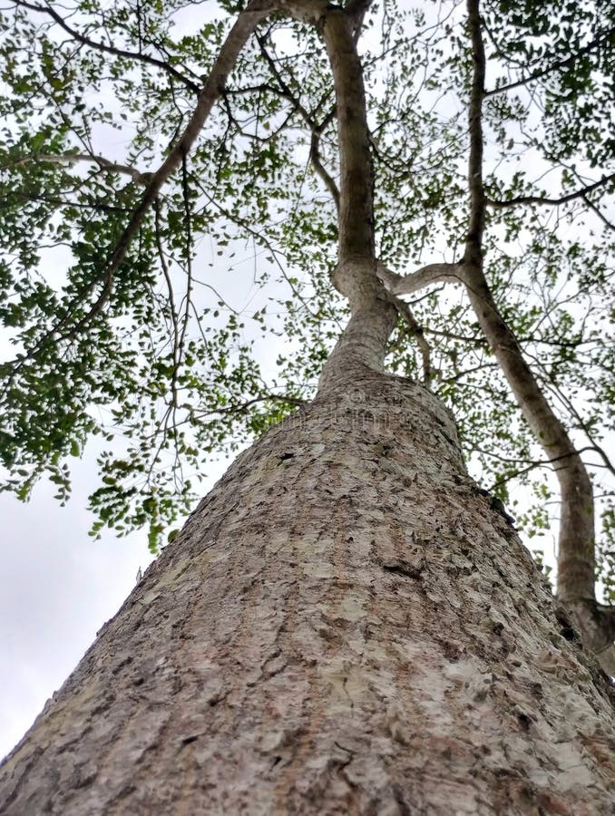 Ipe Tree Seen from Below with Its Crown Projecting Above. Shadow of an ...