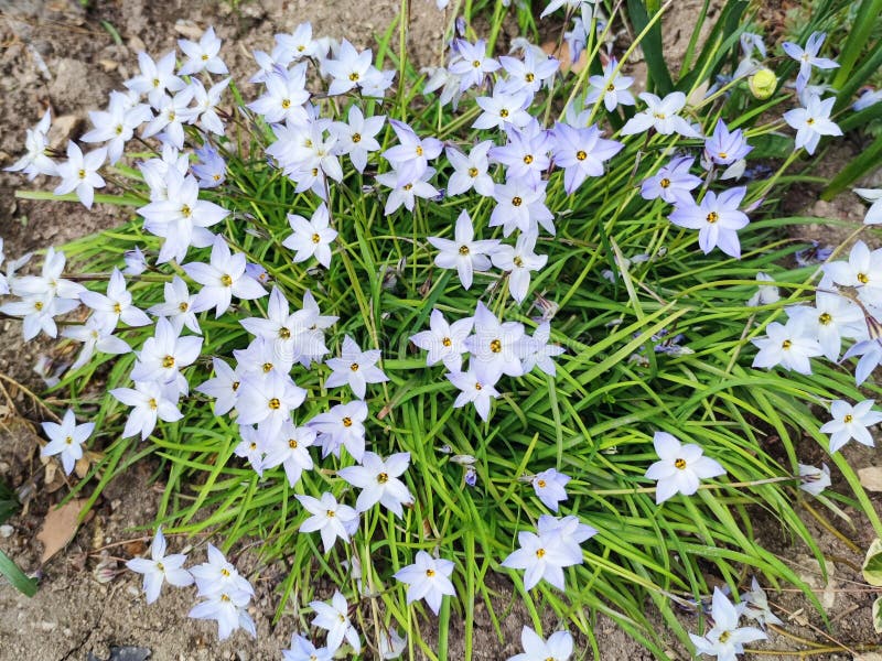 Ipheion Uniflorum, White Spring Flowers in Green Grass in Sunlight ...