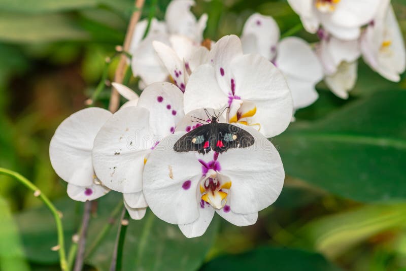 Iphidamas Cattleheart Butterfly, Parides Iphidamas Stock Photo - Image ...