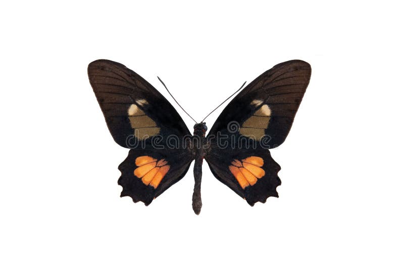 Iphidamas Cattleheart (parides Iphidamas), Butterfly Isolated on White ...