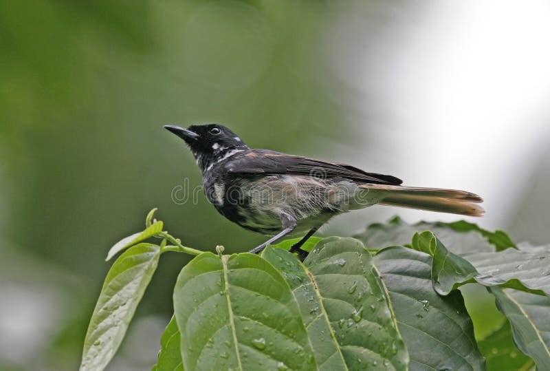 Iphismonarch, Iphis Monarch, Pomarea Iphis Stock Image - Image of ...