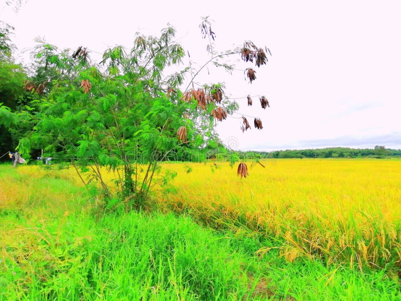 Ipil-ipil Tree with Dry Fruits on Grassland and Rice Field Stock Photo ...
