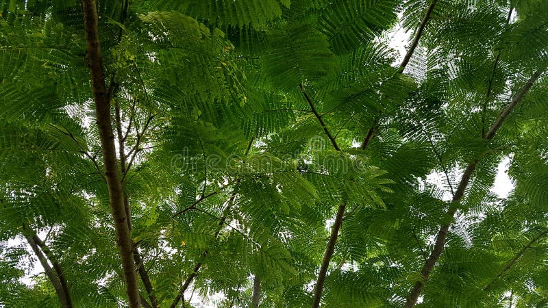 238 Ipil Ipil Tree Stock Photos - Free & Royalty-Free Stock Photos from Dreamstime