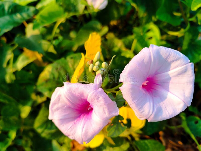Ipomoea Aquatica, Widely Known As Water Spinach Stock Photo - Image of ...