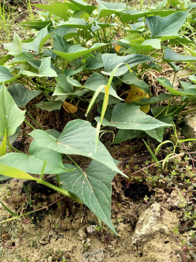 Ipomoea batatas which stock photo. Image of soil, leaf - 270727132