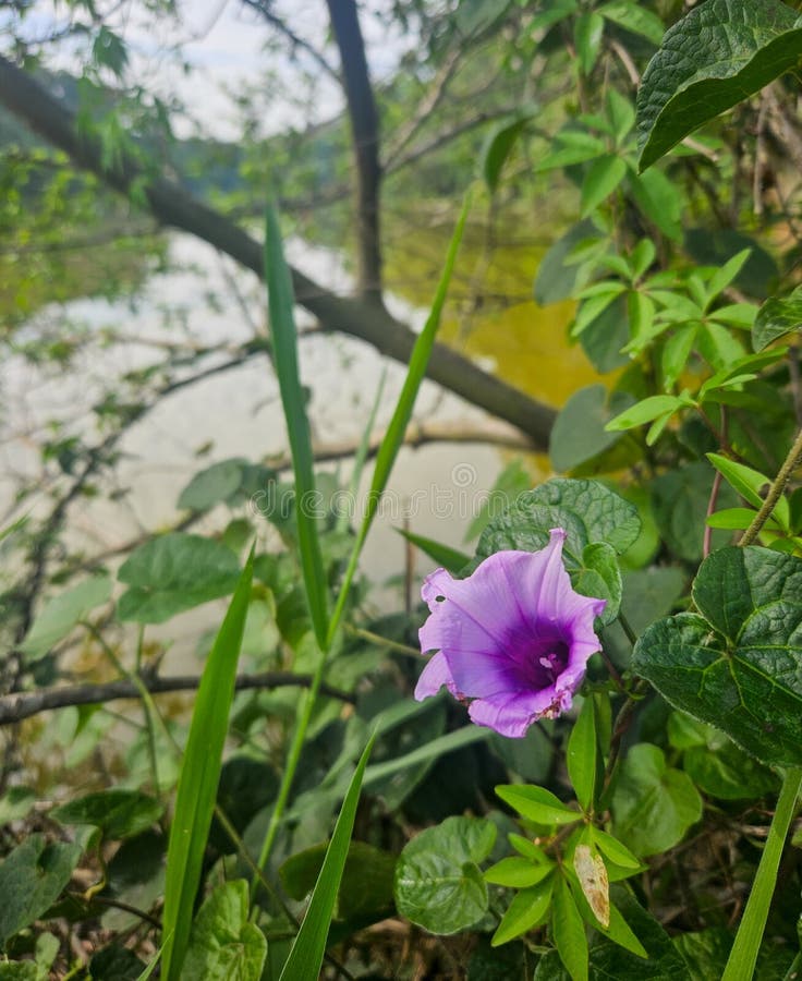 Ipomoeacairica Stock Photos - Free & Royalty-Free Stock Photos from ...