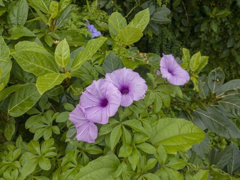 Ipomoea Cairica Ou Railway Glory Flower De Goa, Inde Photo stock ...