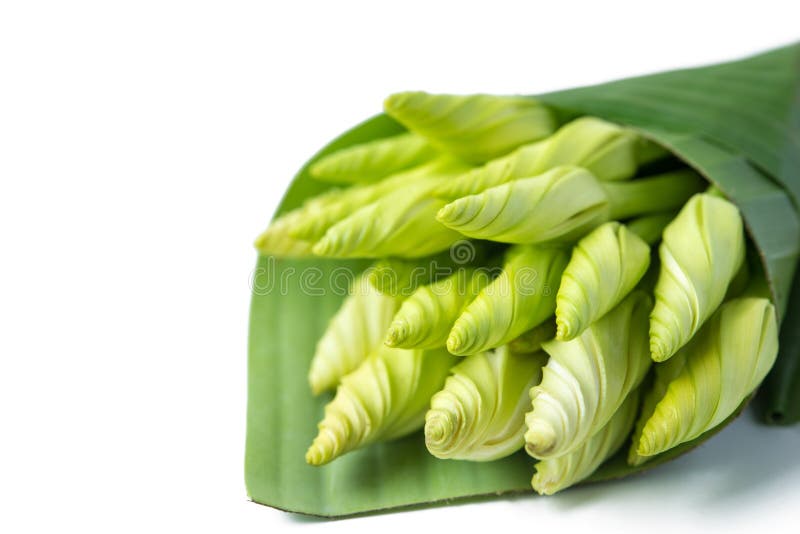 Ipomoea Da Flor Da Lua Alba Imagem de Stock - Imagem de nave ...