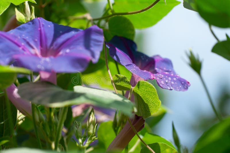 Ipomoea Flower Winding Vine Stock Image - Image of botany, colorful ...