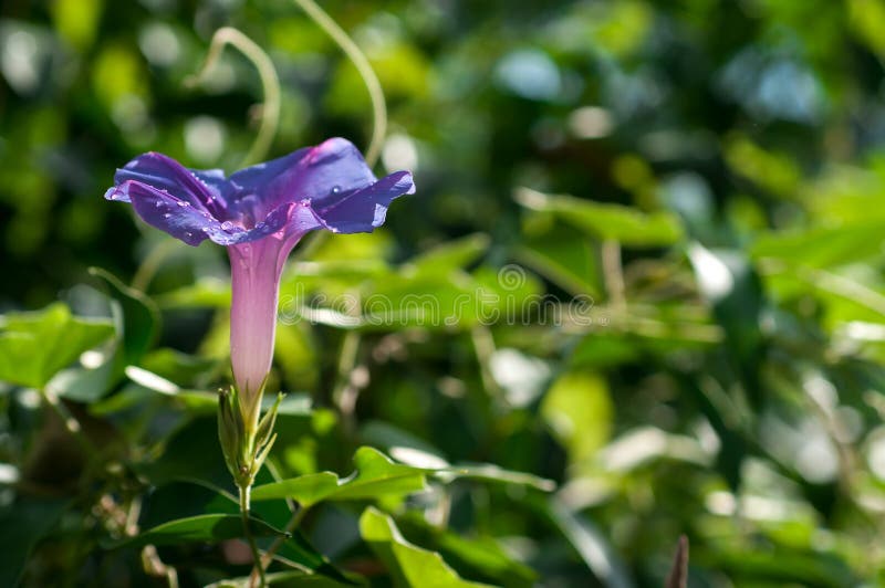 Winding Vine Branch in Tropical Forest Stock Photo - Image of africa ...