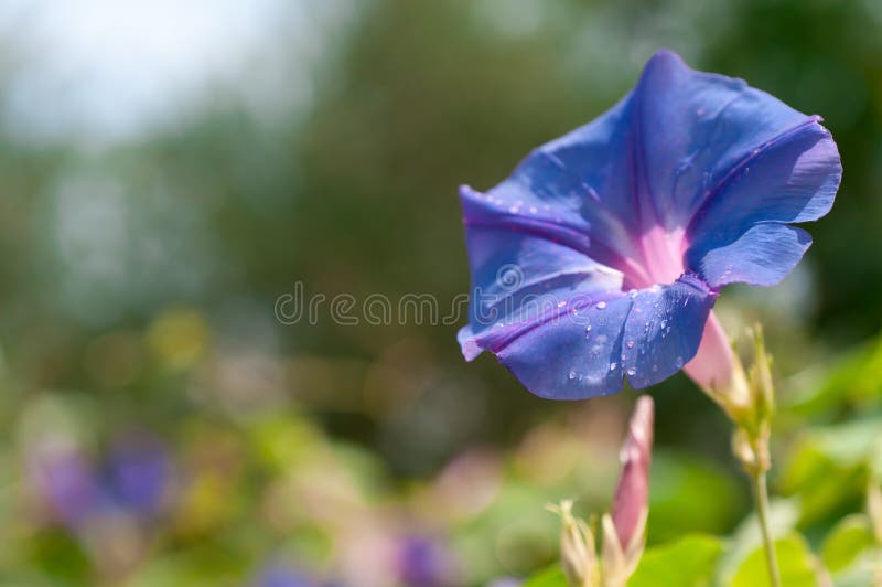 Ipomoea Flower Winding Vine Stock Photo - Image of decoration, flora ...