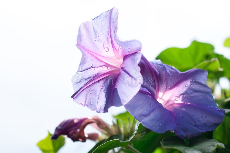 Ipomoea Flower Winding Vine Stock Photo - Image of postcard, bloom ...