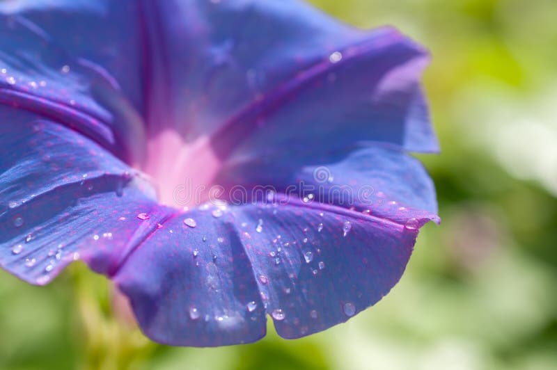 Winding Vine Branch in Tropical Forest Stock Photo - Image of africa ...