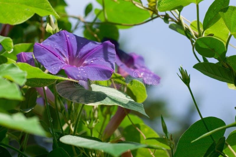 Ipomoea Flower Winding Vine Stock Photo - Image of flower, violet ...