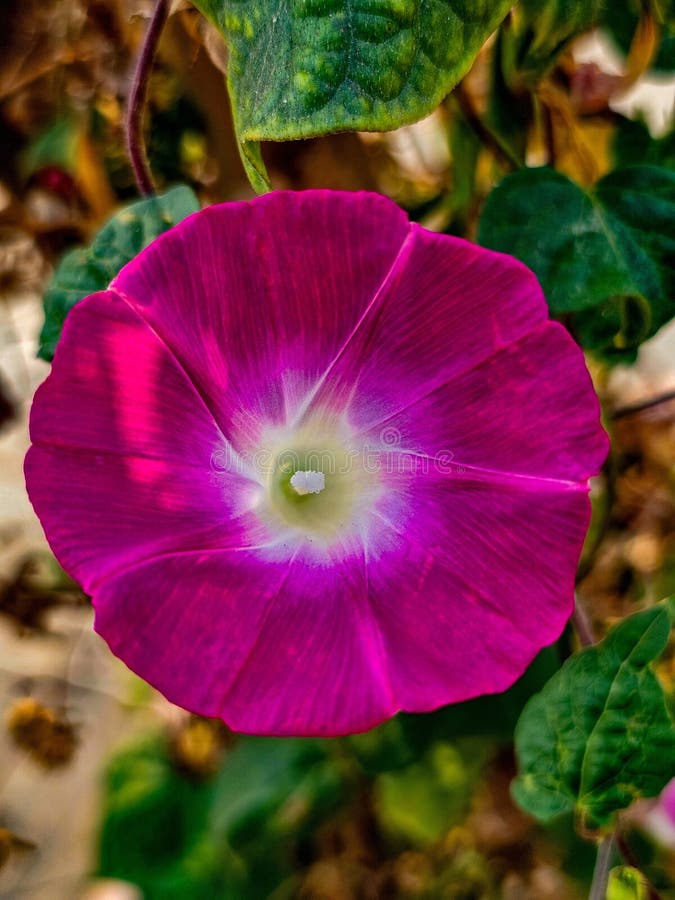 Flower Background Petals Starlike Pattern Closeup Stock Photos - Free ...