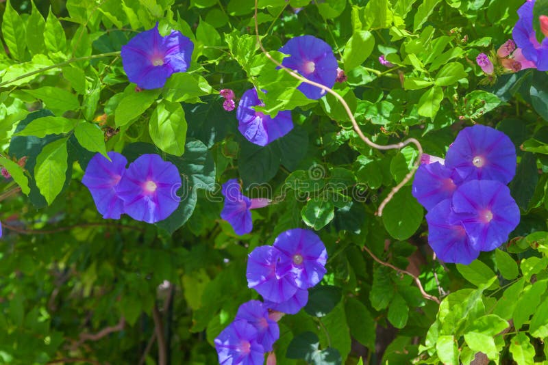 Ipomoea indica flowers stock image. Image of indica - 247884477