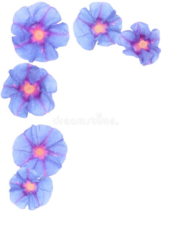Ipomoea nil flowers frame stock image. Image of south - 15335331