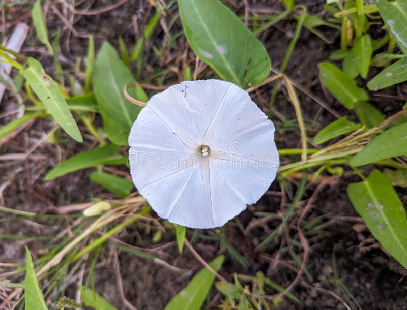 Ipomoea Pes-caprae Ipomoea Pes-caprae Stock Photo - Image of botany ...