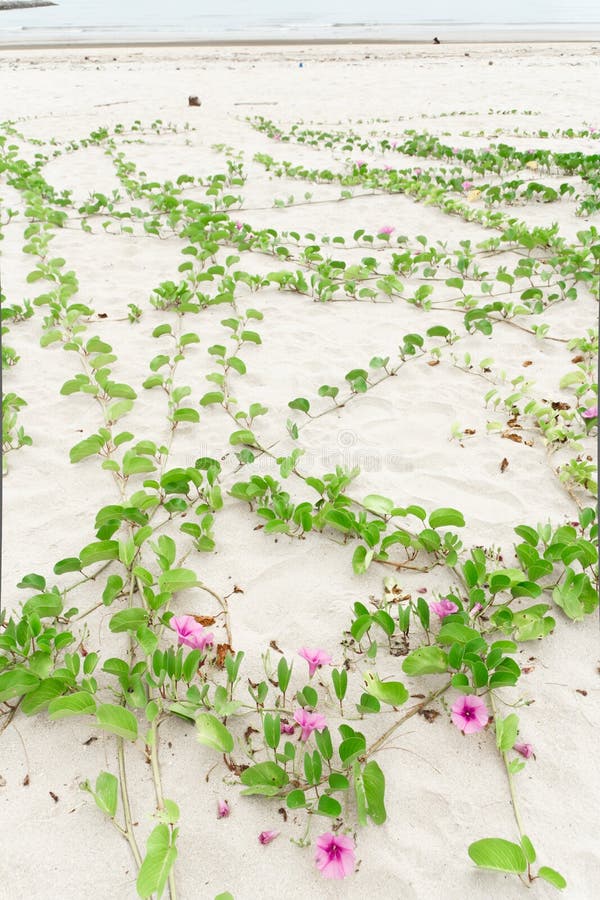 Ipomoea pes-caprae Sweet stock photo. Image of sand - 229133520