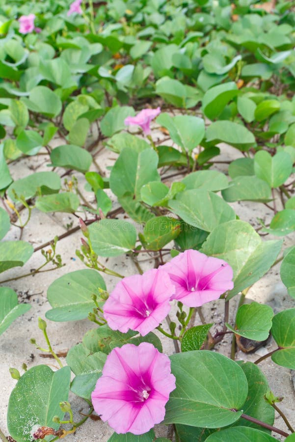 Ipomoea pes-caprae Sweet. stock photo. Image of morning - 53180322