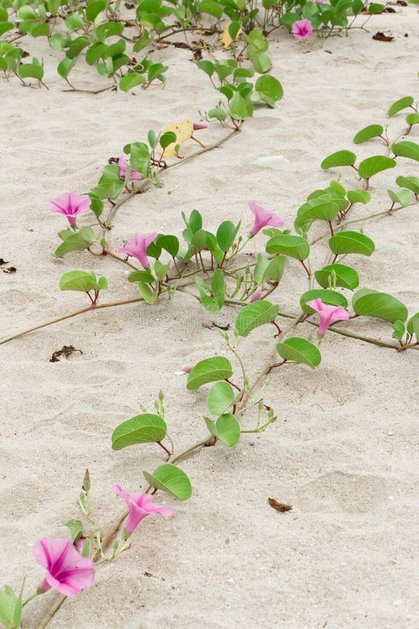 Ipomoea pes-caprae Sweet. stock photo. Image of glory - 53308324