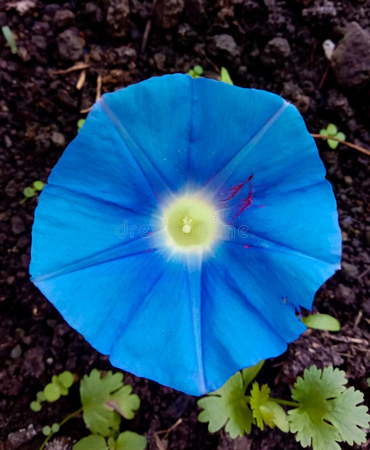 Ipomoea Tricolor, Flor De Gloria Matutina Celestial Imagen de archivo ...