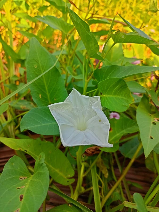 Ipomoea Violacea Flor Da Lua Imagem de Stock - Imagem de foto, flor ...