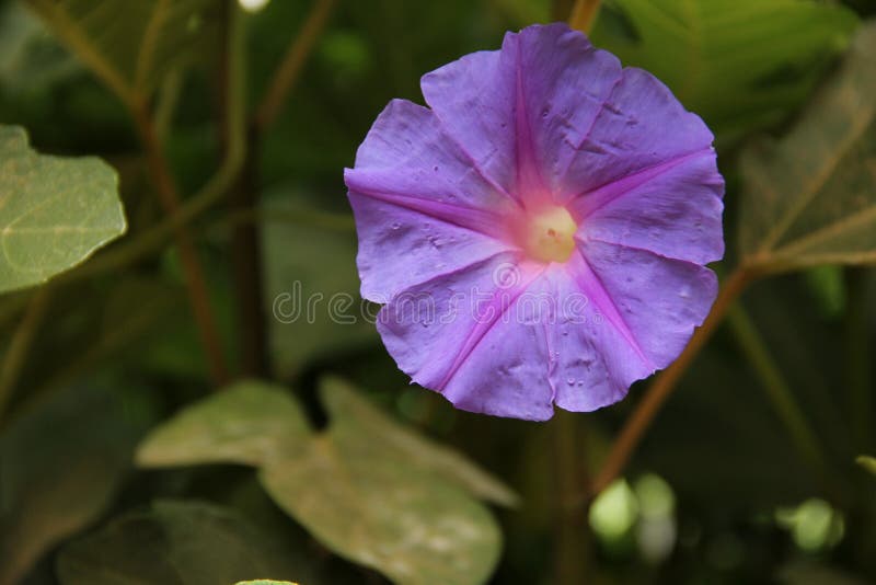 Ipomoea stock photo. Image of moroccan, opened, botany - 94905352