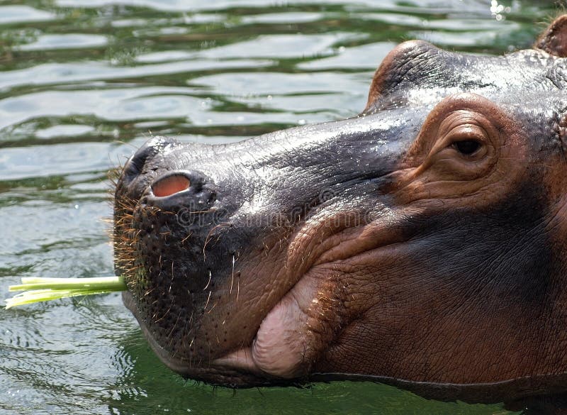 Ippopotamo fotografia stock. Immagine di brutto, enorme - 1087362