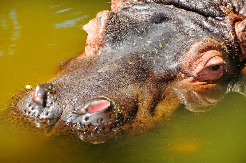 Ippopotamo fotografia stock. Immagine di marrone, selvaggio - 15994738