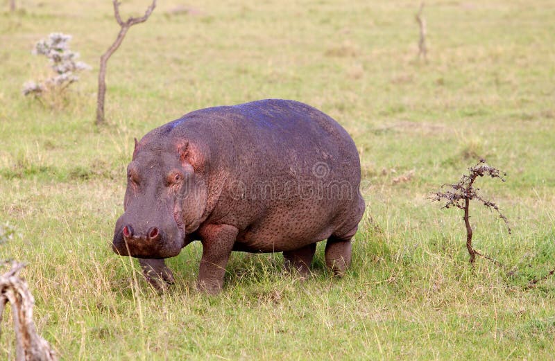 Ippopotamo immagine stock. Immagine di naturalizzato - 20424107