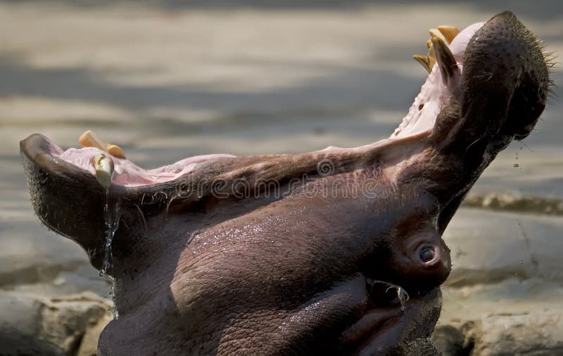 Un Ippopotamo Ampiamente Ha Aperto La Bocca, Alimentante Il Primo Piano ...