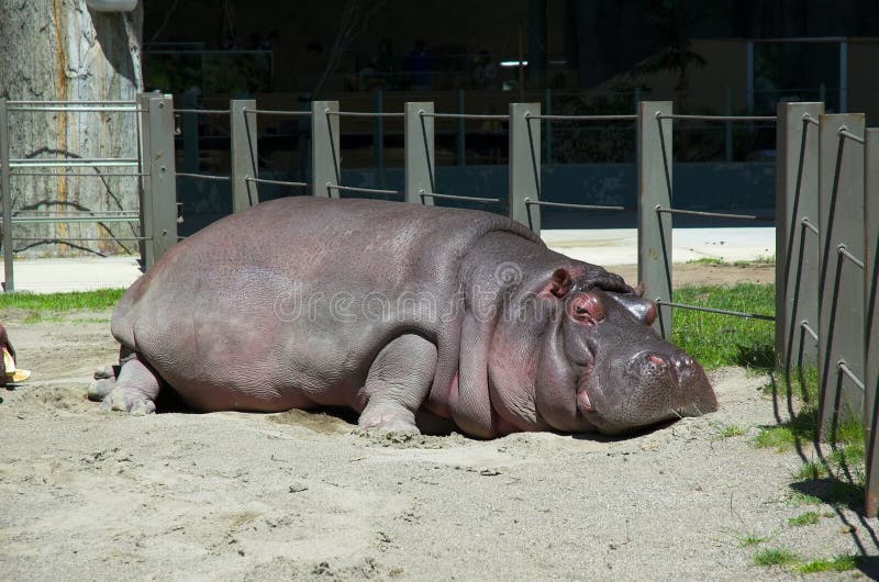 Ippopotamo Grasso E Pesante Con Pelle Brillante E Le Piccole Orecchie ...