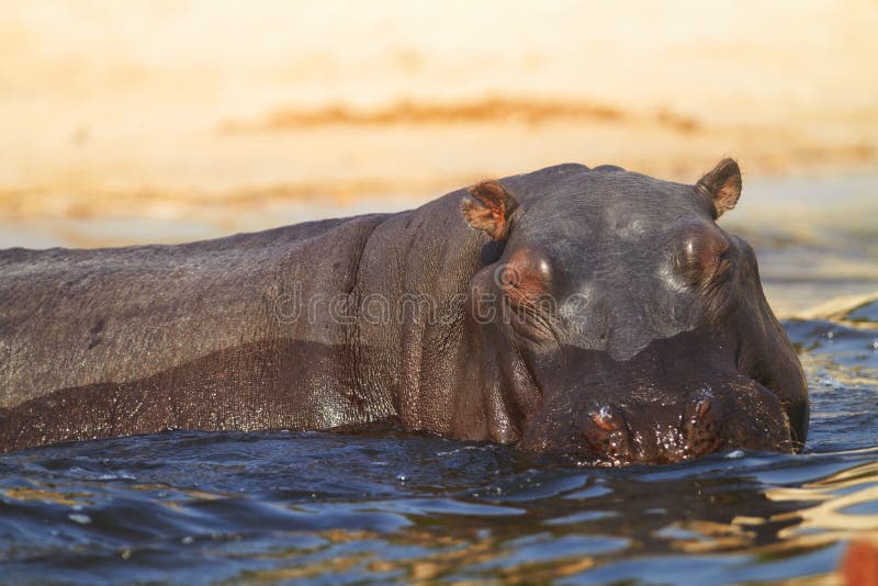 Ippopotamo fotografia stock. Immagine di ippopotamo, esterno - 31468028