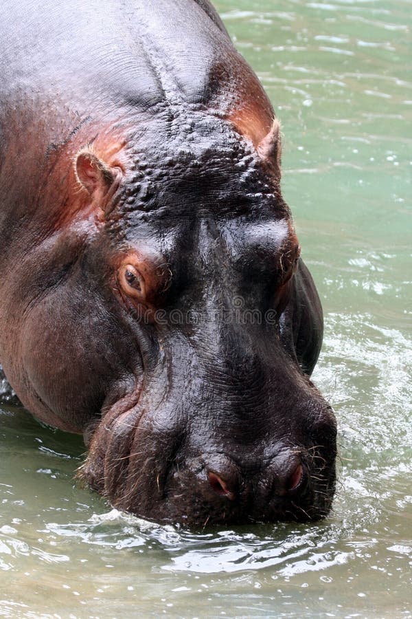 Ritratto Sorridente Di Grande Ippopotamo Maschio Adulto Fotografia ...