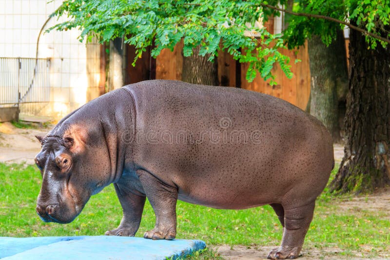 L'ippopotamo Comune Hippopotamus Amphibius O Ippona è Un Avvertimento ...