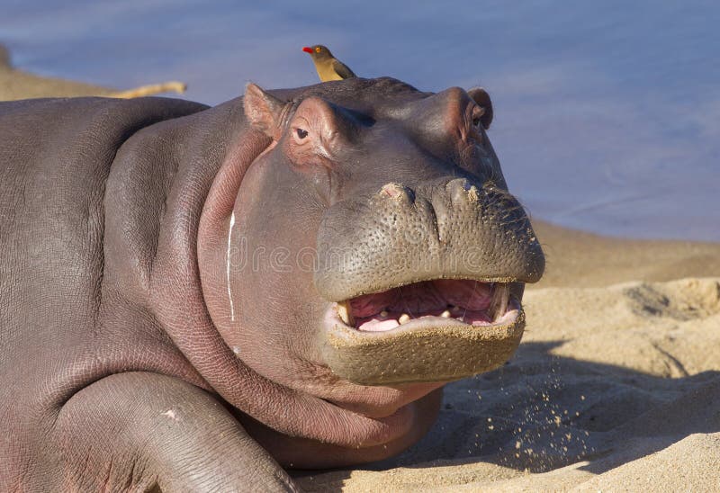 Ippopotamo Con La Bocca Aperta, Sudafrica Immagine Stock - Immagine di ...