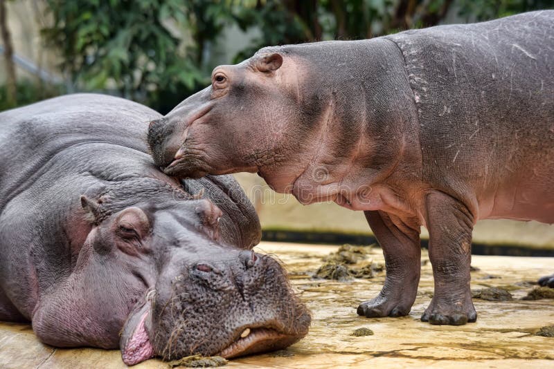 Un Sonno Dei Due Ippopotami Immagine Stock - Immagine di wildlife ...